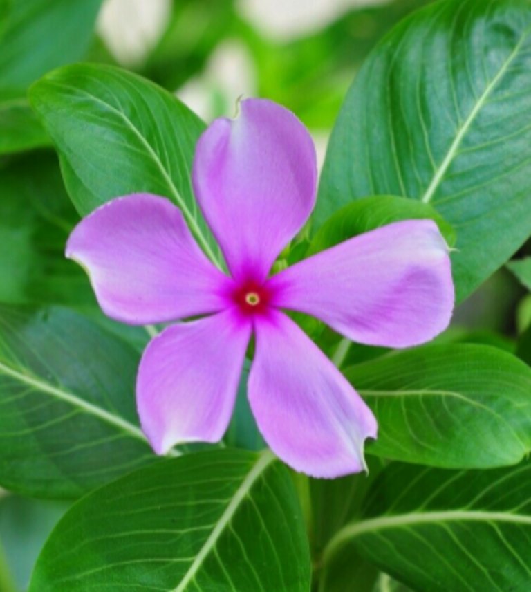 10 Pcs Madagascar Periwinkle Flower Seeds, Catharanthus Roseus Seeds ...