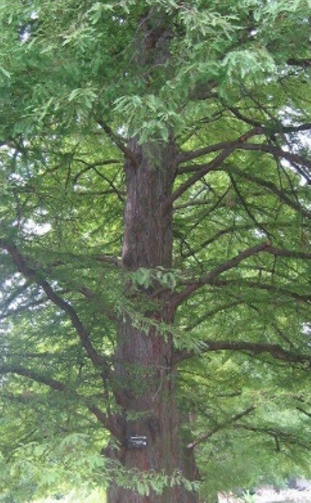 5 Pcs Bald Cypress Tree Seeds, Taxodium Distichum Tree Seeds