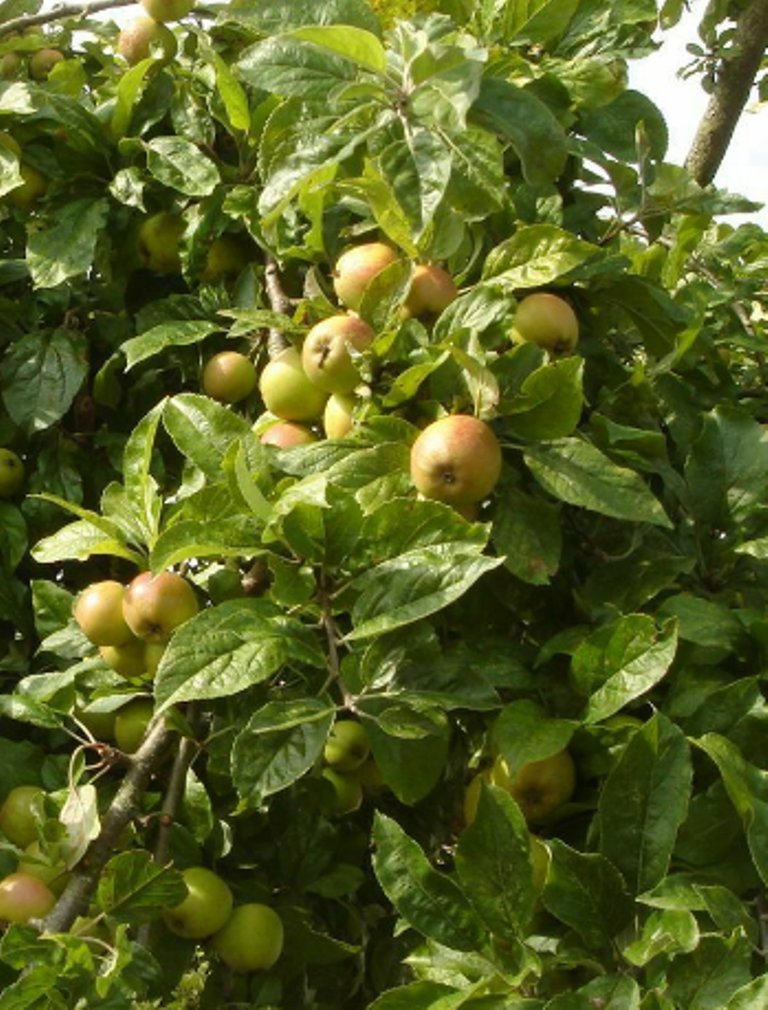 5 Pcs Docynia Fruit Tree Seeds, Docynia Indica Seeds