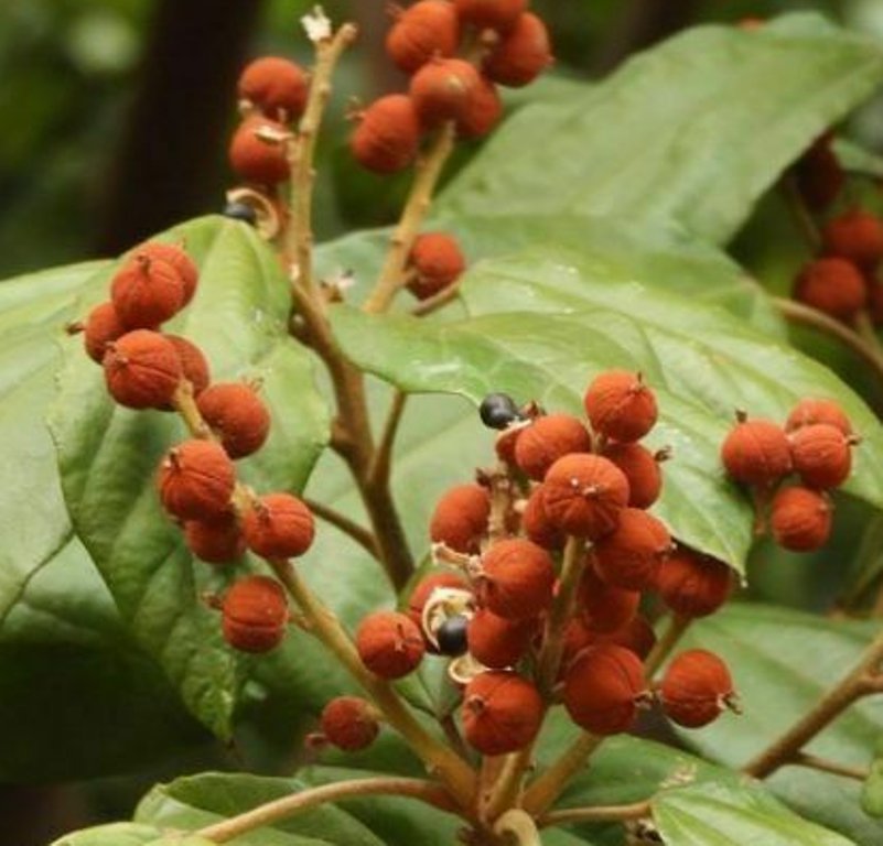5 Pcs Red Kamala Tree Seeds, Mallotus Philippensis Seeds For Planting