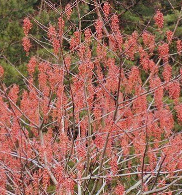 5 Pcs Igiri Flower Tree Seeds, Idesia Polycarpa Seeds For Planting