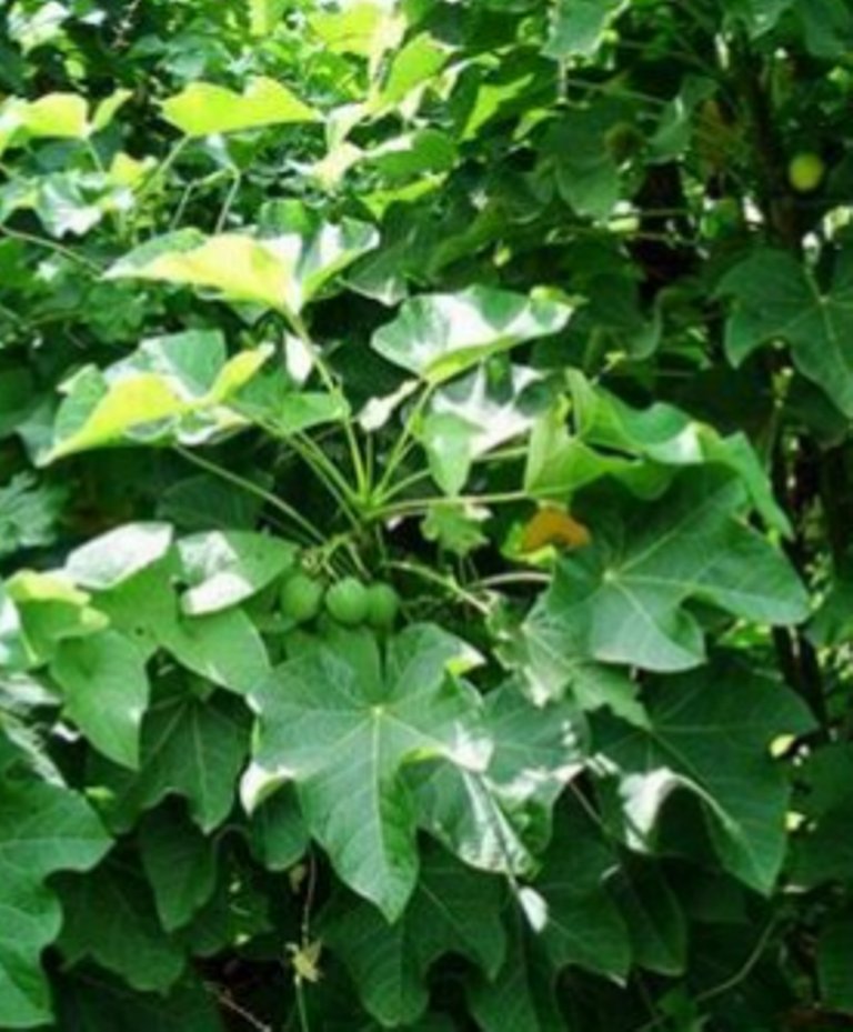 5 Pcs Physic Nut Tree Seeds, Jatropha Curcas Seeds For Planting