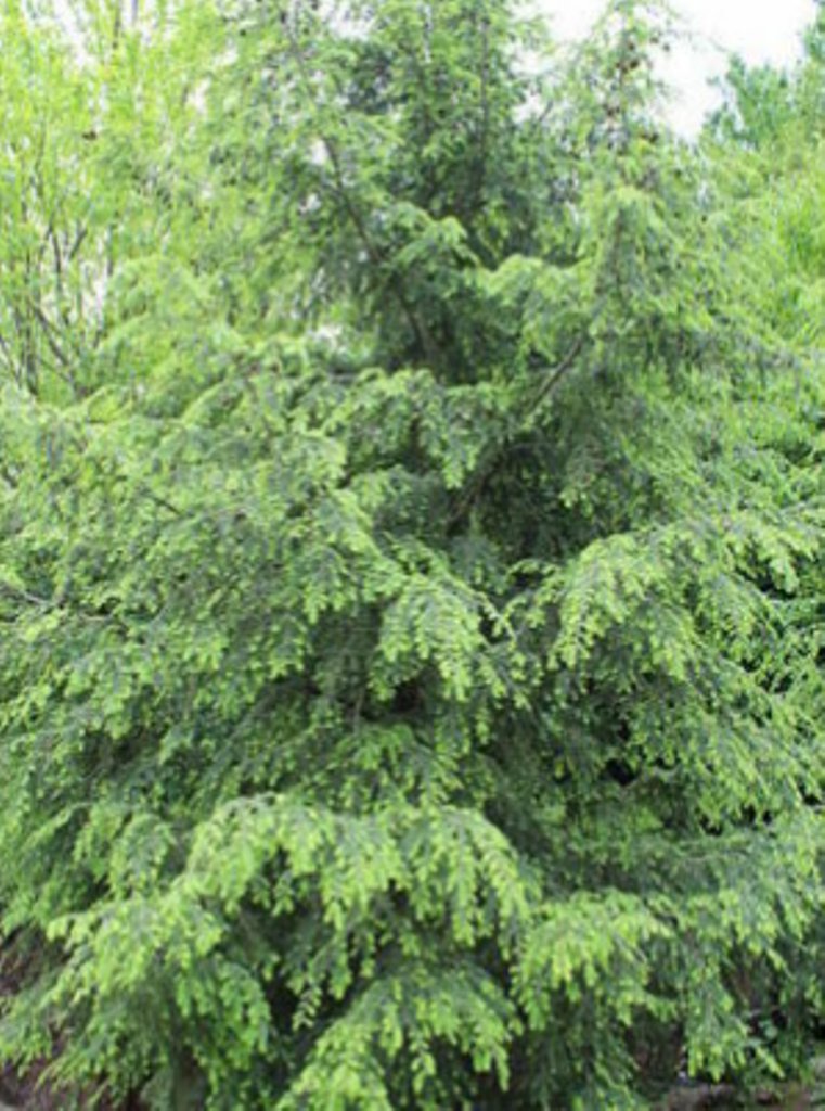 5 Pcs Eastern Hemlock Tree Seeds, Tsuga Canadensis Seeds For Planting
