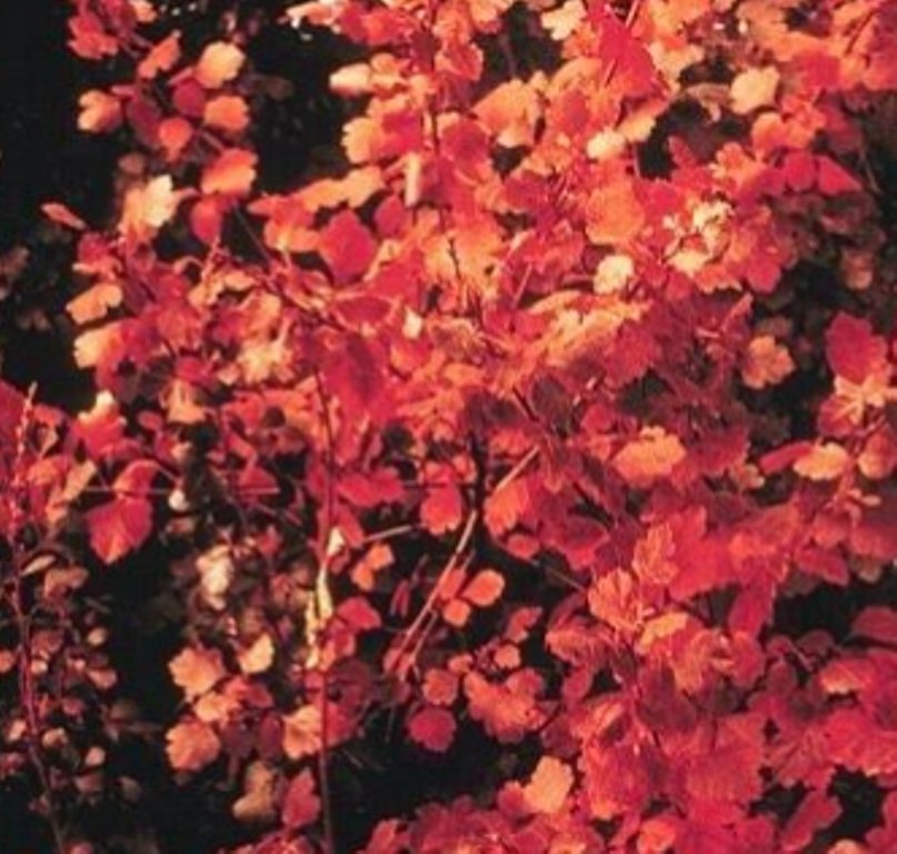 5 Pcs Aromatic Sumac Tree Seeds, Rhus Aromatica Seeds For Planting