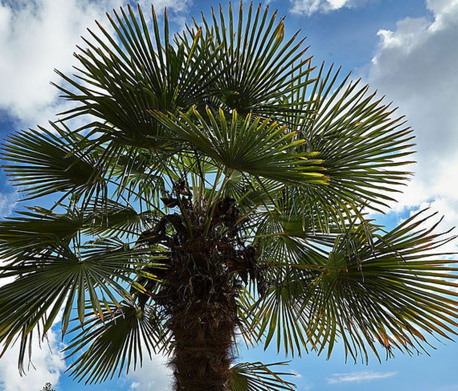 5 Pcs Taylor Form Hardy Windmill Palm Tree Seeds, Trachycarpus Fortunei ...