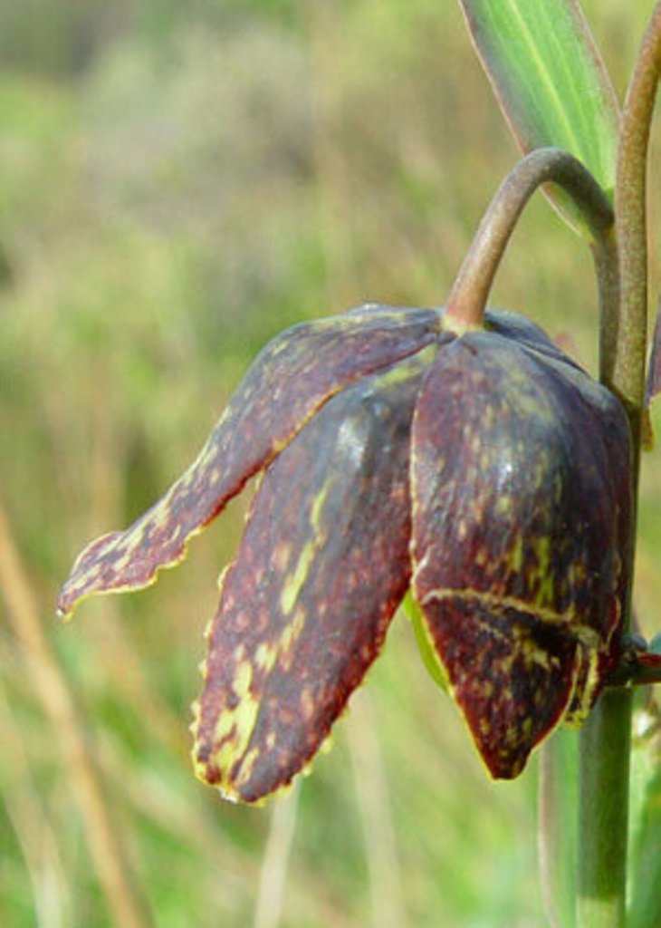 5 Pcs Checker Lily Flower Seeds, Fritillaria Affinis Seeds For Planting