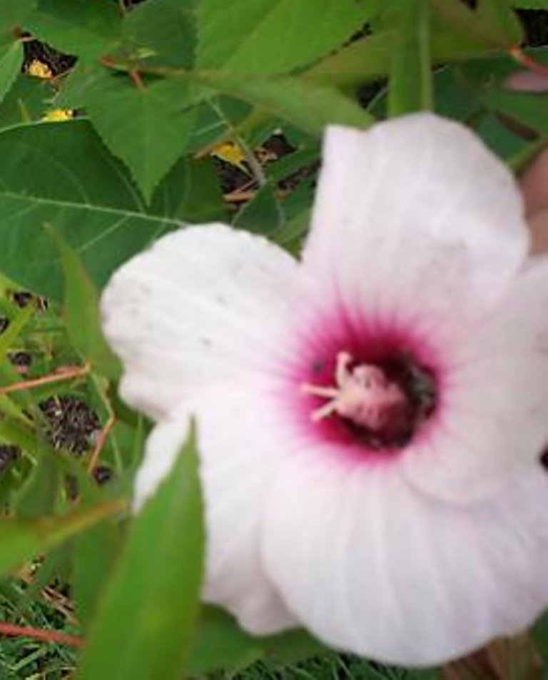 10 Pcs Halberd Leaved Hibiscus Flower Seeds, Hibiscus Laevis Seeds For ...