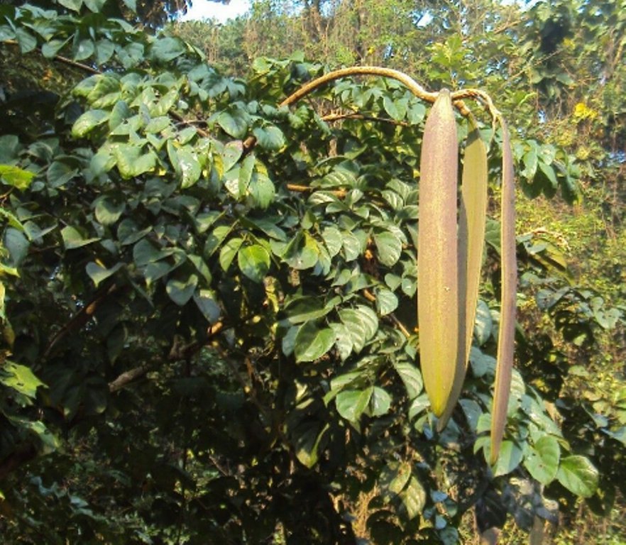 5 Pcs Indian Trumpet Flower Seeds, Oroxylum Indicum Tree Seeds For Planting