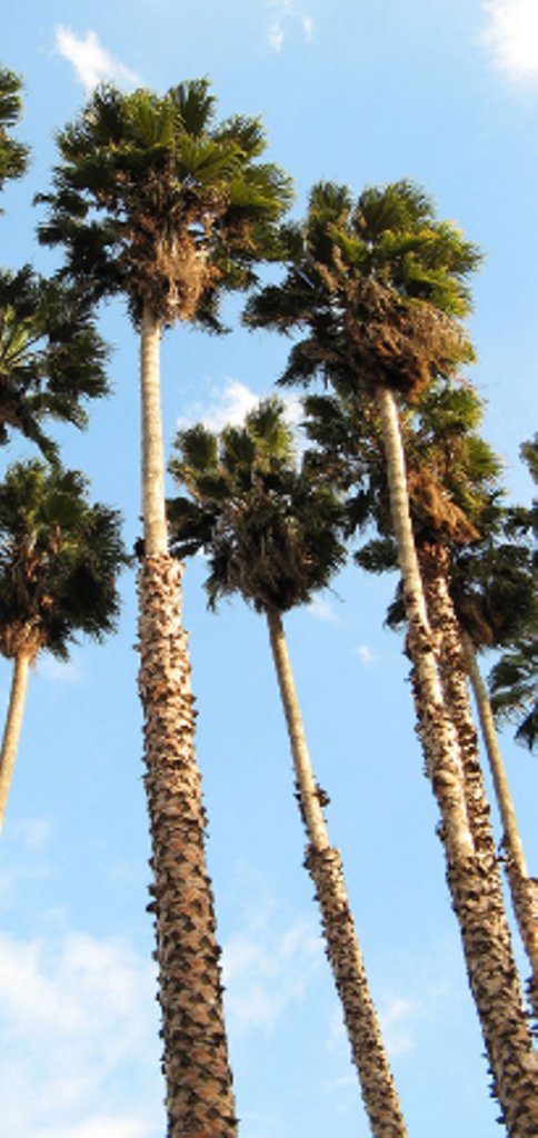 5 Pcs Filibusta Fan Palm Seeds, Hybrid Hardy Palm, Washingtonia ...