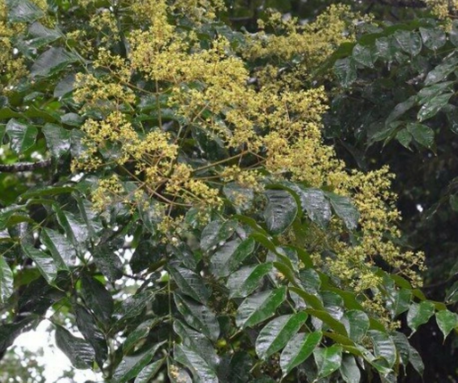 5 Pcs Indian Pepper Tree Seeds, Zanthoxylum Rhetsa Seeds For Planting