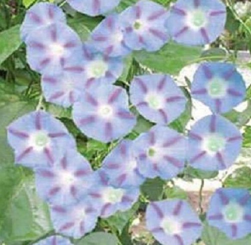 25 Pcs Seeds Morning Glory Caprice Flower, Morning Glory Seeds for Planting
