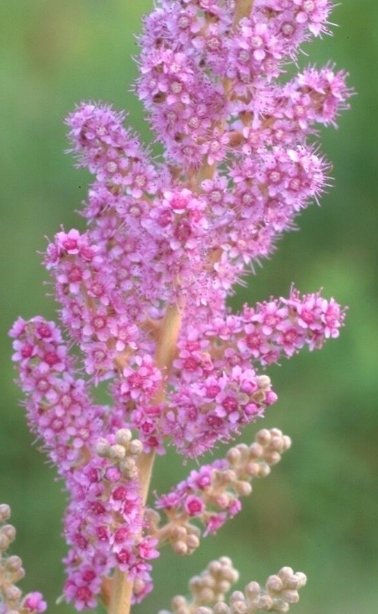30 Pcs Seeds Spiraea Tomentosa Steepltbrush Flower, Spiraea Seeds for ...