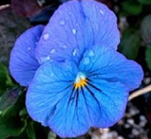 30 Pcs Seeds Viola Cornuta Blue Perfection Perennial Flower, Viola ...