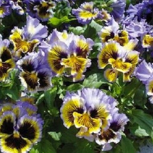 30 Pcs Seeds Frizzle Sizzle Yellow and Blue Swirl Ruffled Pansy Seeds ...