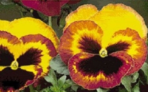 35 Pcs Seeds Pansy Delta Fire-with Face Annual Flower, Pansy Seeds for ...