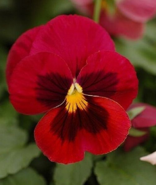 35 Pcs Seeds Colossus Red with Face Pansy Annual Flower, Pansy Seeds ...