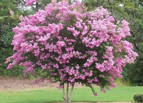 35 Pcs Seeds Crape Myrtle Light Pink Perennial Flower, Crape Myrtle ...