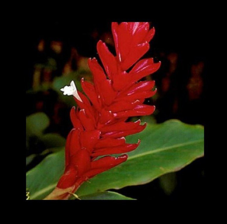 Alpinia purpurata Plant 2.5" Tall Dwarf Red Ginger Live Plant