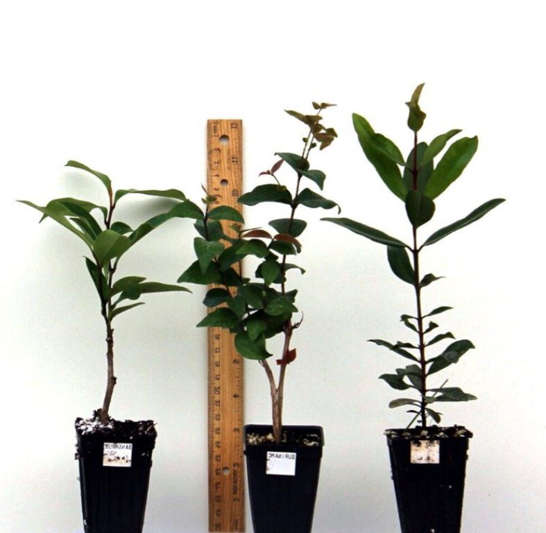 Alpinia purpurata Plant 2.5" Tall Dwarf Red Ginger Live Plant