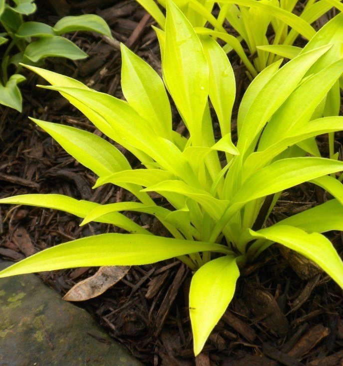 1 Live Potted Plant Hosta Munchkin Fire Plant 2" Pot