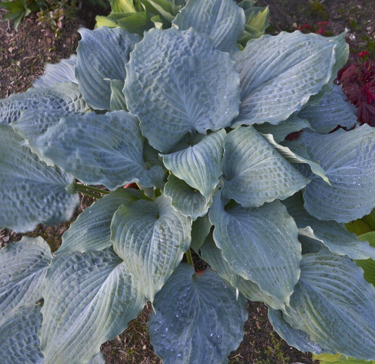 1 Live Potted Plant Hosta Diamond Lake Medium Wavy Blue Plant 2.5" Pot