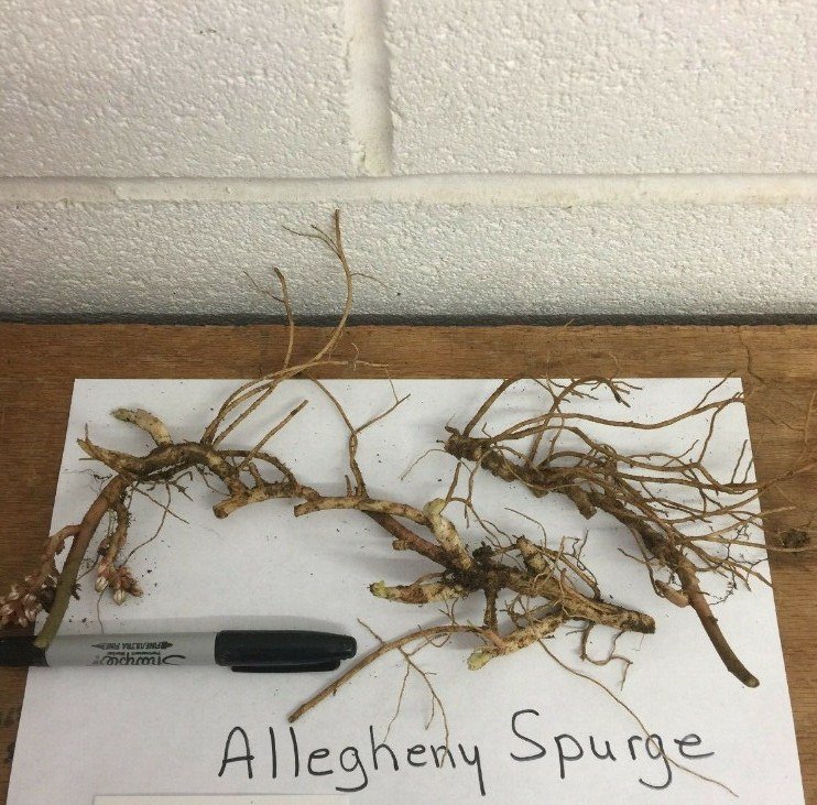 Pachysandra Procumbens 5 Roots Allegheny Spurge