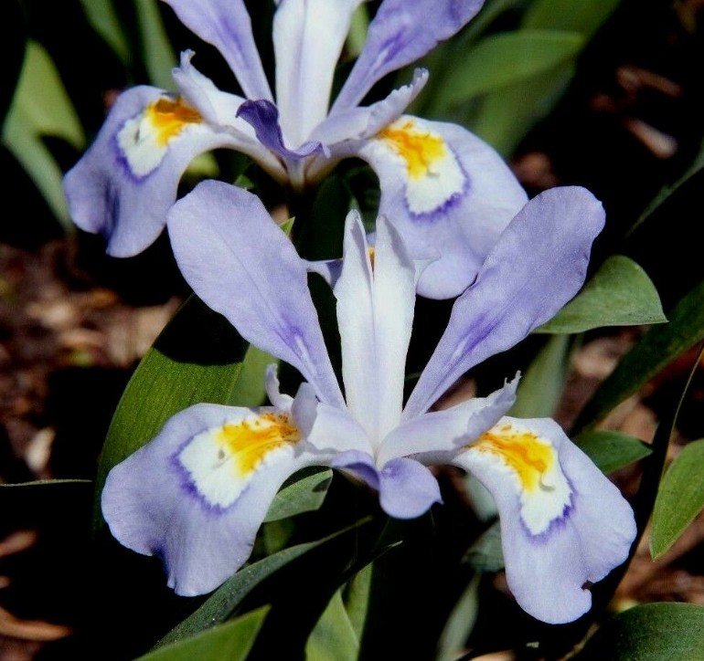 5 Bare Roots Dwarf Crested Iris Iris Cristata No shipments to TN CA AK ...
