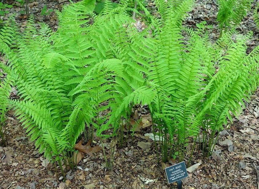 10 Bare Roots Ostrich Fern / Glade Fern Perennial No shipments to TN CA ...