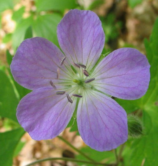 5 Bare Roots Wild Geranium Cranesbill No shipments to TN CA AK HA AZ NV NM