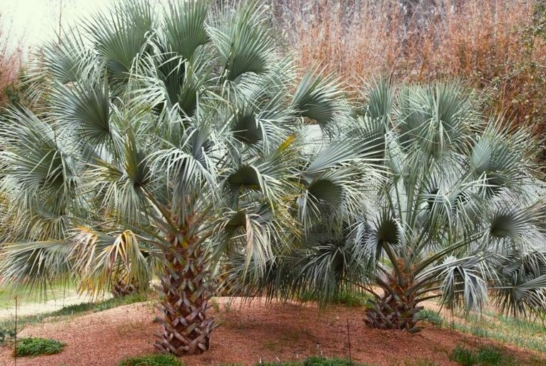 5 Pcs Seed Mexican Blue Palmetto, Sabal uresana Plant Seed