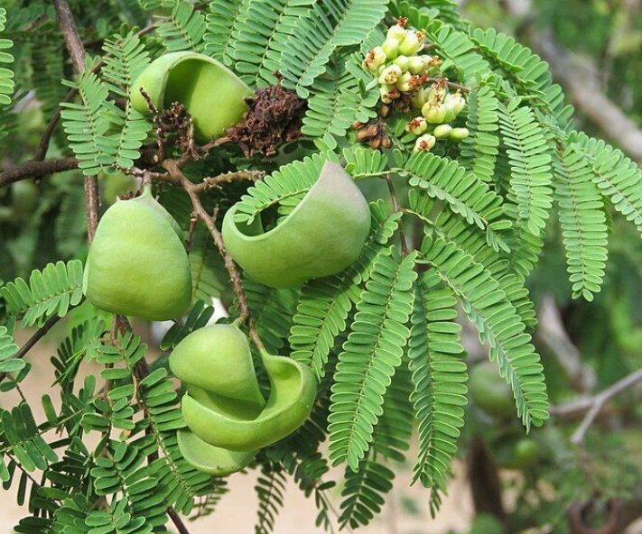 5 Pcs Seed Caesalpinia Coriaria Plant seeds