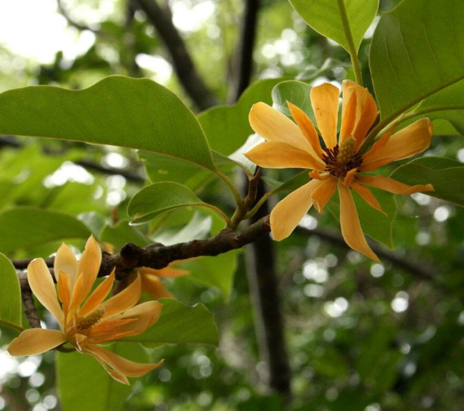 5 Pcs Seed Michelia champaca Seeds for Planting
