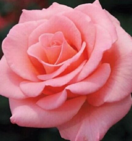 10 Rose Seeds, Light Pink Rose Flower Seeds, Perennial Flowering, Pink ...