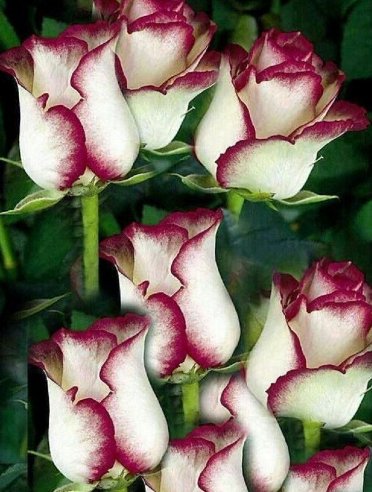 10 Rose Seeds, White Pink Rose Flower Seeds, Perennial Flowering, White ...