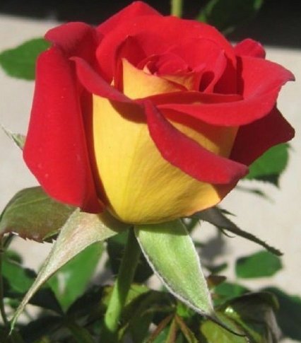 10 Rose Seeds, Yellow Red Rose Flower Seeds, Perennial Flowering, Red ...
