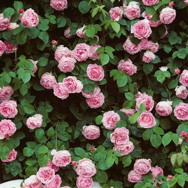 10 Climbing Rose Seeds, Climbing Double Pink Rose Flower Seeds, Light ...