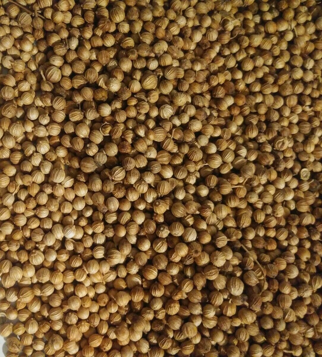 Semillas de cilantro 7 oz Hierbas de Mexico Coriander seeds Herbal teas