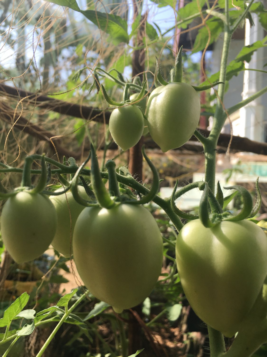 Tomato Solanum lycopersicum ceylon seeds