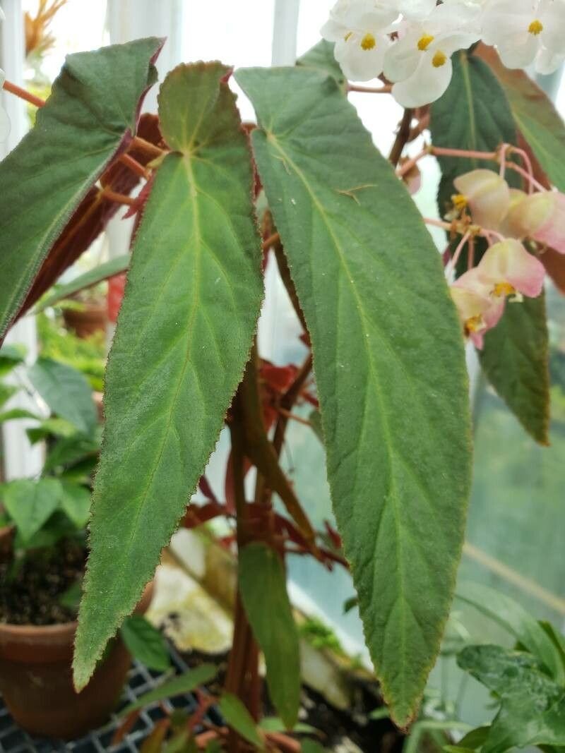 Begonia juliana 20+ seeds. Amazing cane begonia from Brazil. Very hard ...