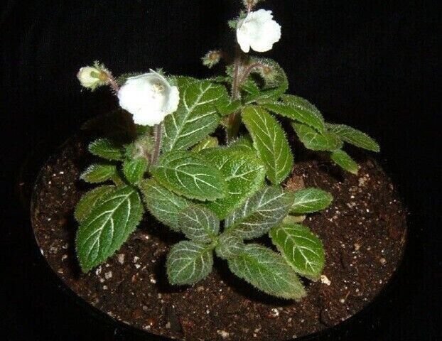 Phinaea multiflora 20+ seeds. From Mexico. Perfect gesneriad for terrarium!