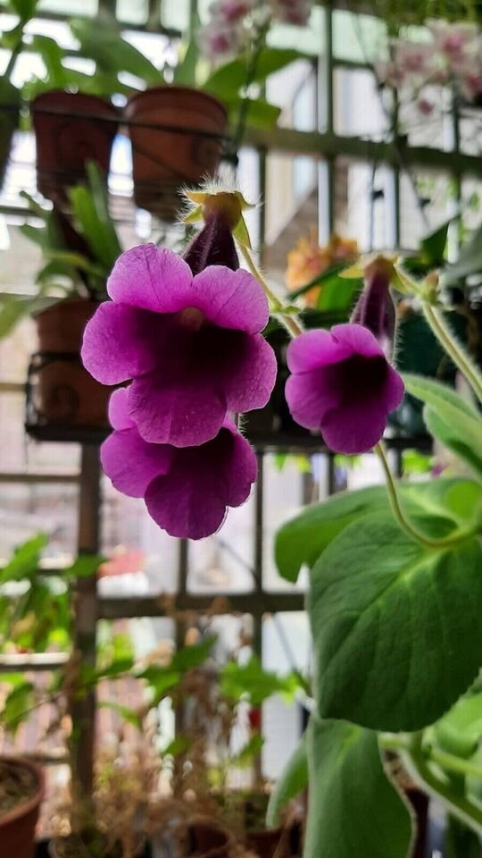 Sinningia bragae 20+ seeds. Succulent gesneriad from Brazil!