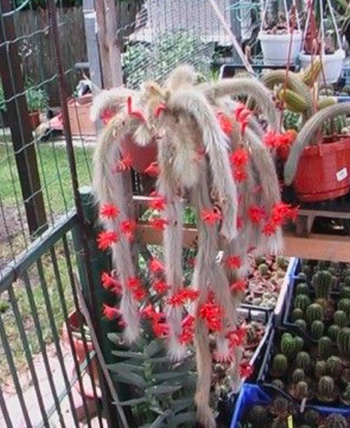 10 seeds Hildewintera Colademononis, Beautiful Stunning Monkey Tail ...