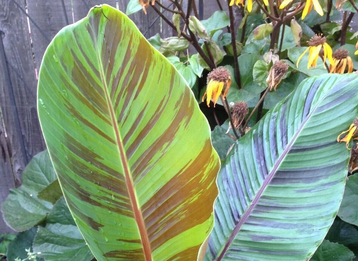 5 Musa Sikkimensis Red Tiger Plant Seeds, Darjeeling Banana, Forest ...