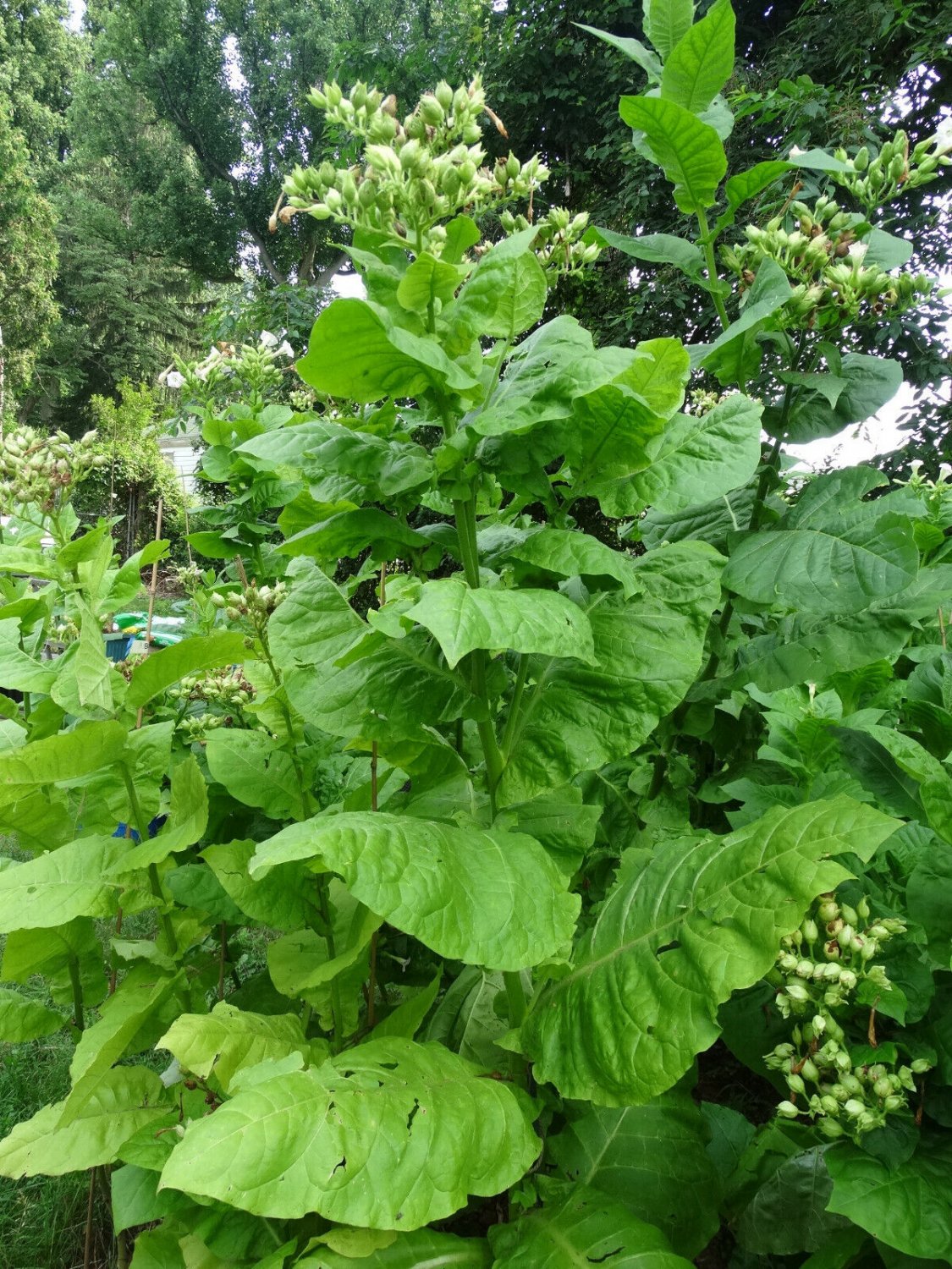 packet contains 2000 seeds Black Mammoth Tobacco