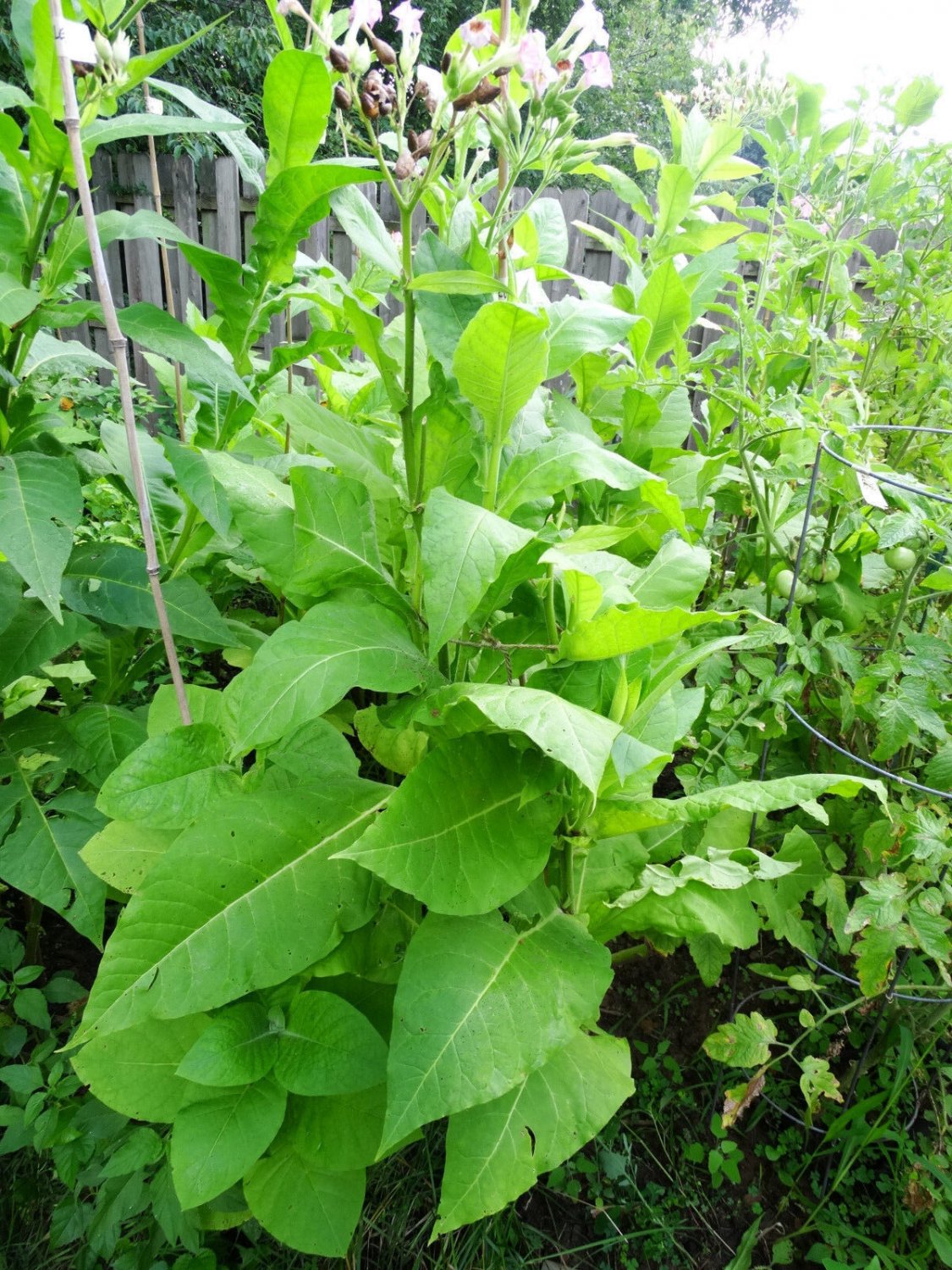 Turkish Black Sea Basma tobacco Basma tobacco is highly regarded for ...