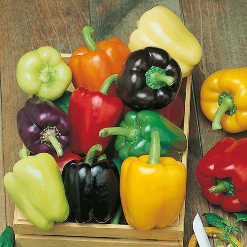 10 Capsicum Rainbow Mix Seeds - Spring Mixed Fruit - Easy To Grow
