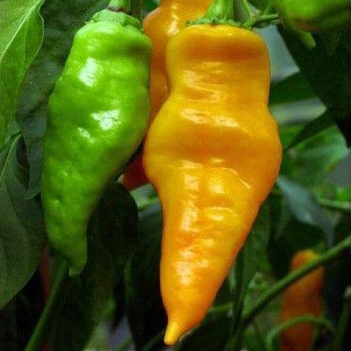 7 Chilli Monkey Face Orange Seeds - Vegetable Garden Fruit Seeds - Easy ...