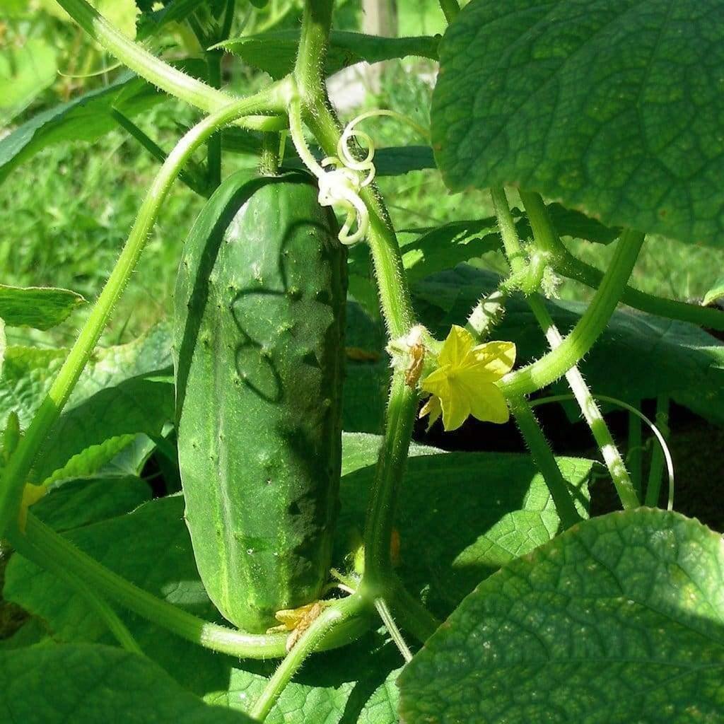 15 Cucumber Spacemaster Seeds - Vegetable Garden Fruit Seeds - Easy To Grow