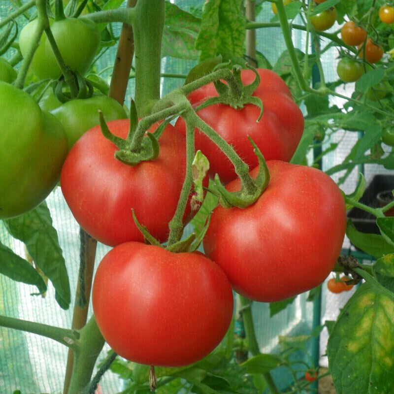 15 Tomato Scoresby Dwarf KY1 Seeds - Vegetable Garden Fruit Seeds ...