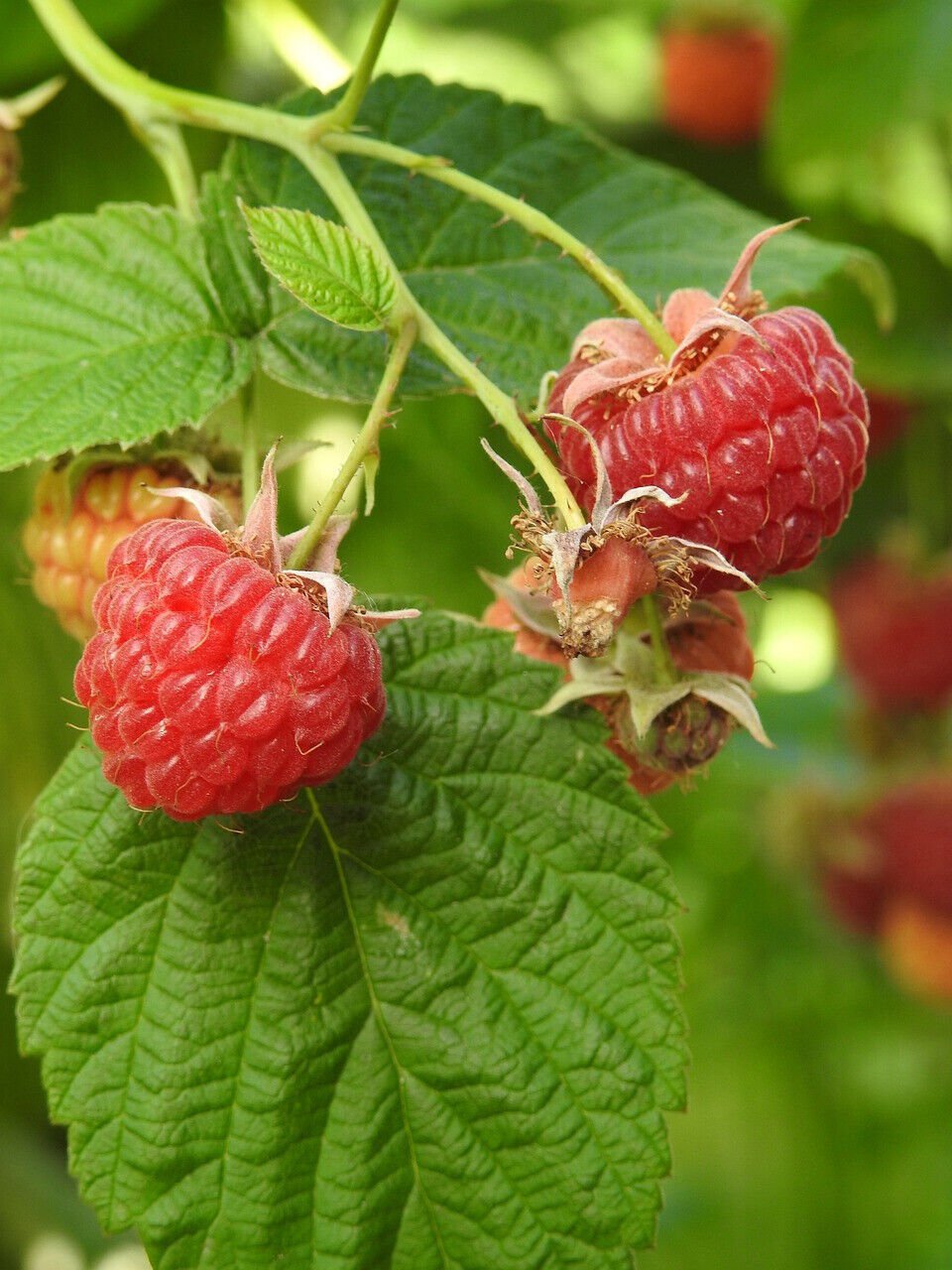 10 Wild raspberry Fruit Seeds - Garden Fruit Seeds - Easy To Grow